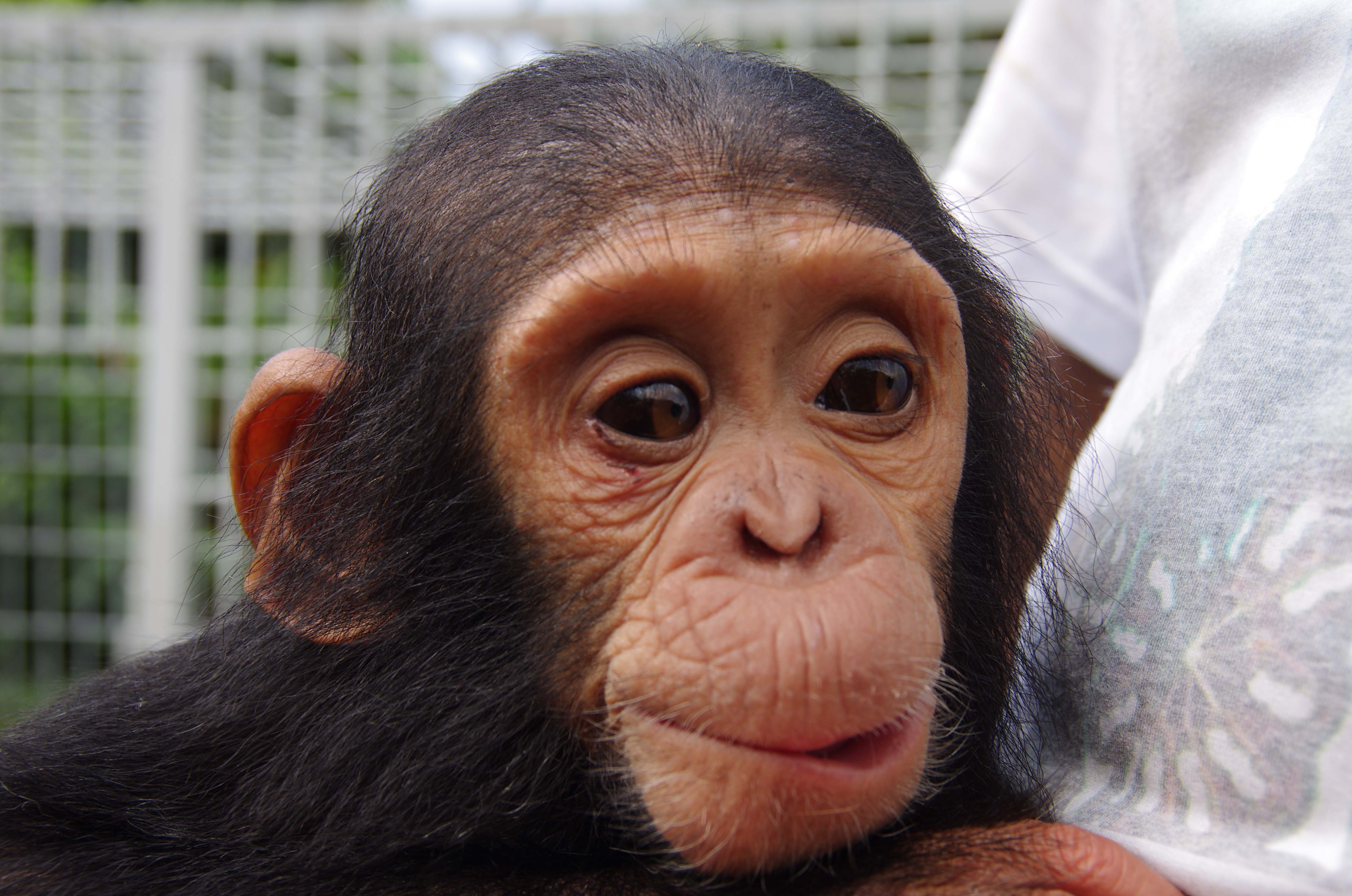 USA : Un chimpanzé est-il humain ? - Planète Campus